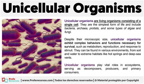 What Are Unicellular Organisms