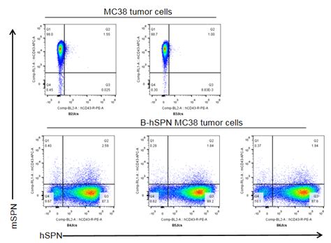 Human Spn Mc38 Cell Lines Biocytogen