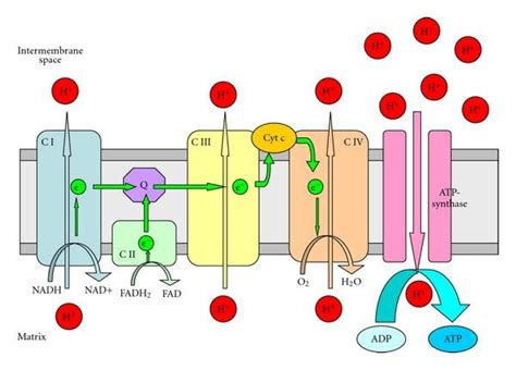 Schematic Representation Of The Mitochondrial Electron