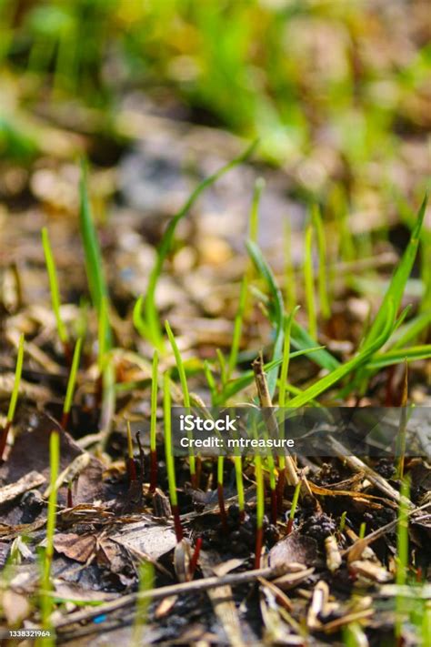 신선한 녹색 잔디의 전체 프레임 이미지는 겨울의 끝에 유지 보수 후 심종 씨앗에서 촬영 젊어지게 녹색 잔디 잔디 전경에 초점을 맞추고 0명에 대한 스톡 사진 및 기타 이미지