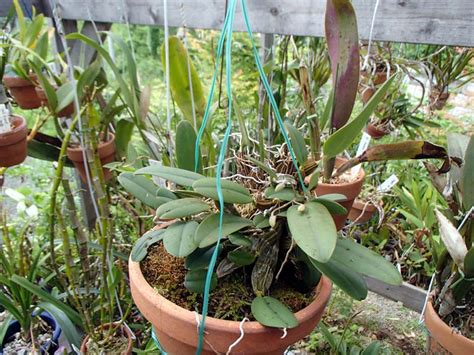 デンドロビュームが咲きましたDendrobium griffithianum 洋蘭を楽しむ北国の家ができるまで