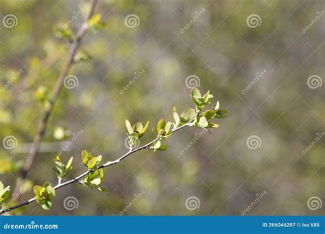 Van Houttes Spiraea Stock Image Image Of Botany Wreath 266046207