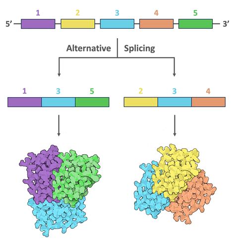 Alternative Splicing