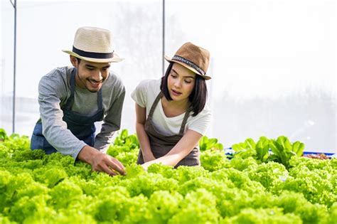 행복을 가지고 채소 수경 농장에서 일하는 두 명의 젊은 아시아 부부 농부 녹색 집 농장에서 미소와 녹색 샐러드 야채의 품질을