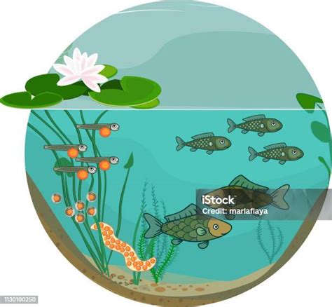 Vijver Ecosysteem En Levenscyclus Van Vis Opeenvolging Van Stadia Van