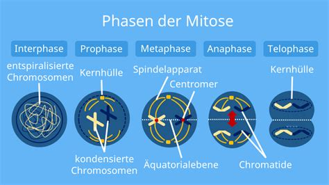 Interphase Pflanzenzelle