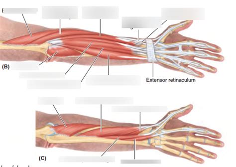 Muscles Of Extensor Forearm Io Diagram Quizlet