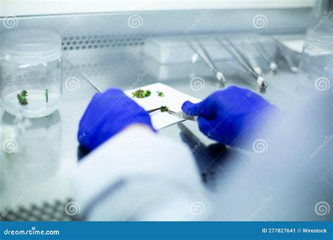 Scientist Uses Lab Forceps And A Scalpel To Study A Plant Specimen Biology Research Stock