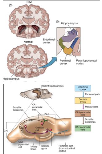6 Strengthening Synapses Mechanisms Of LTP And LTD Flashcards Quizlet