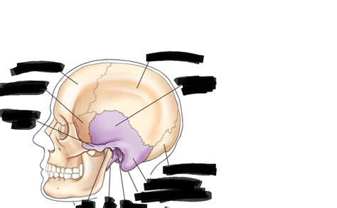 Temporal Bone Lateral View Diagram Quizlet
