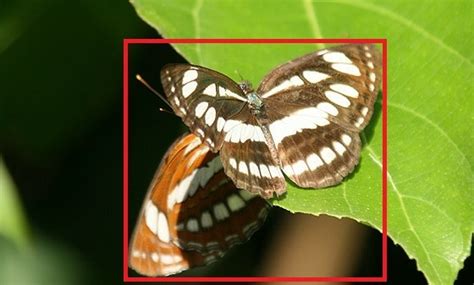 Butterfly Detection And Classification Based On Integrated Yolo Algorithm Deepai