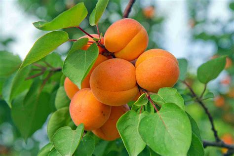 Dwarf Apricot Tree