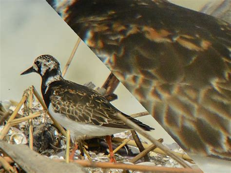 キョウジョシギ成鳥夏羽冬羽移行中 前期 03