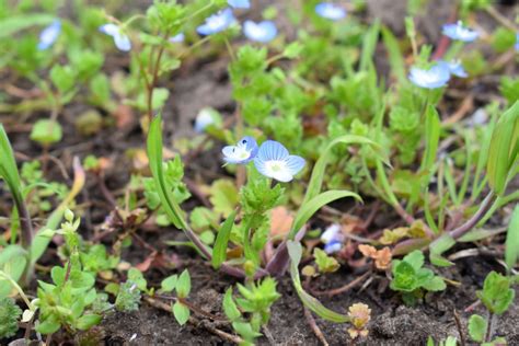 15 Grass Alternatives For Low Maintenance Yards