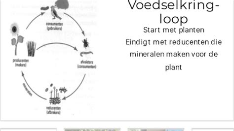 Voedselkringloop Lessonup