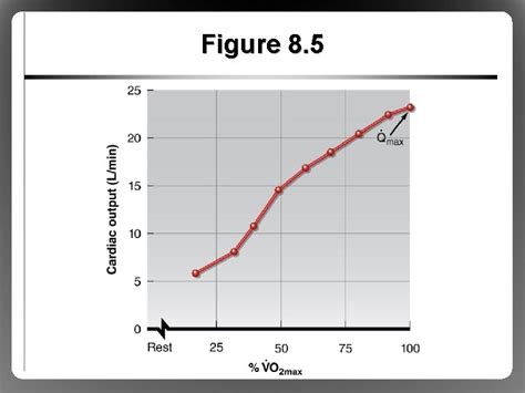 Chapter 8 Cardiorespiratory Responses To Acute Exercise Cardiovascular
