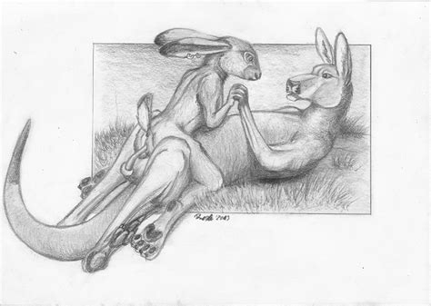 Rule 34 Female Foxia Hare Kangaroo Lagomorph Male Marsupial Straight Vaginal Penetration 1391907