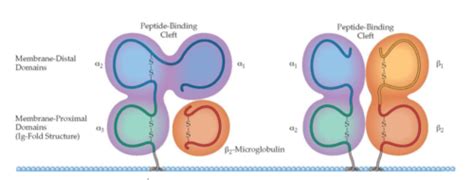 Immu Major Histocompatibility Complex Flashcards Quizlet