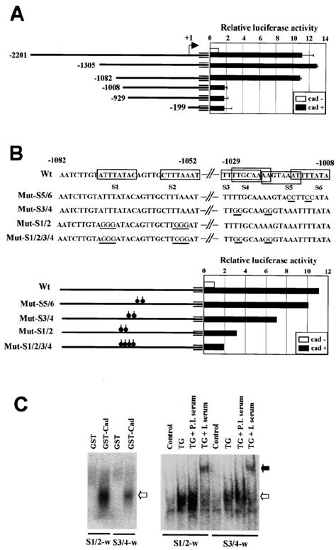 Identi Fi Cation Of Caudal Protein Dna Recognition Elements In The Drs Download Scientific