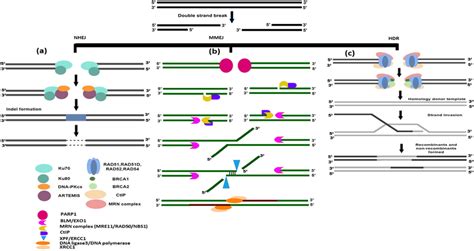 The Routes For The Repair Of Endonuclease Induced Double Strand Breaks Download Scientific