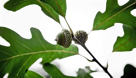 Trees Near Highways Cut Air Pollution From Traffic Futurity