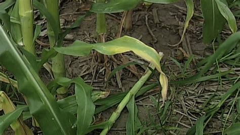 Corn Leaf Diseases From Ag Phd 589 7 19 09 Youtube