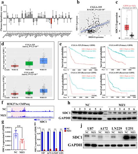 Human Gbm Cell Lines U87 Atcc Bioz