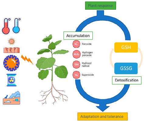 Antioxidant Potential Of Glutathione And Crosstalk With Phytohormones Encyclopedia Mdpi