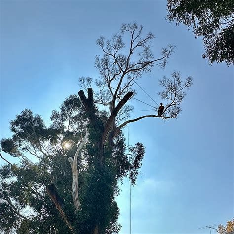 Tree Pruning Year Round Tree Care Services