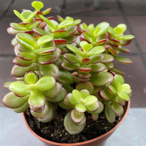 30 Most Popular Crassula Succulent Pictorial Guide