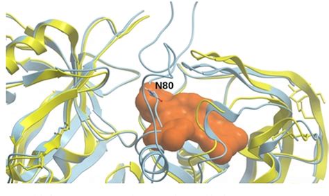 Figure 1 From How Good Are Alphafold Models For Docking Based Virtual Screening Semantic Scholar