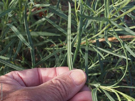 Senecio Cunninghamii Var Cunninghamii
