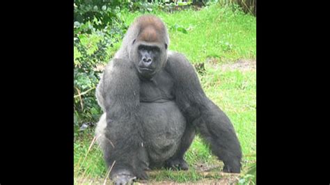 горилла минуту показывает как сидеть на кортах Youtube