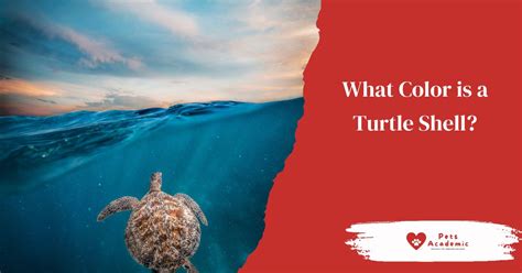 What Color Is A Turtle Shell Things You Need To Know About The Actual