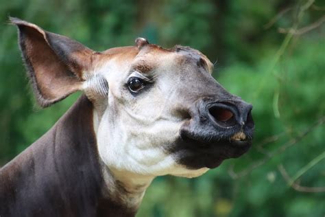 Okapi Forest Giraffe Congolese Free Photo On Pixabay Pixabay
