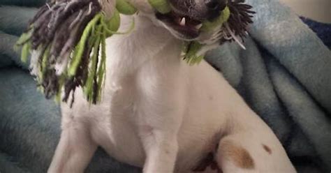 Sir Didymus Imgur