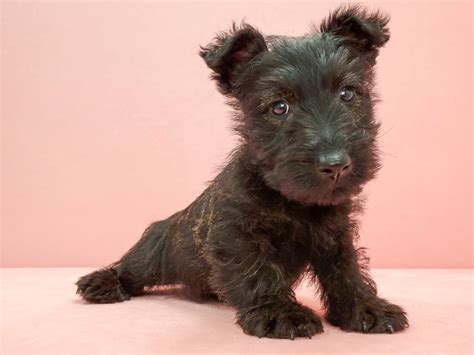 Scottish Terrier Puppy Black Brindle Id21695 Located At Petland Las