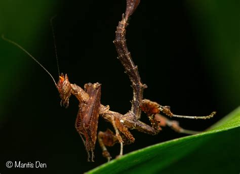 Stenophylla Lobivertex Dragon Mantis Mantis Den