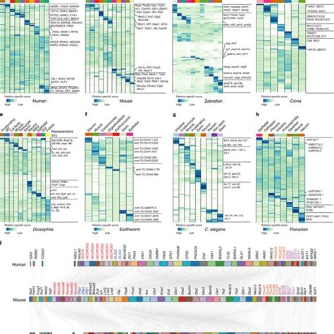 Comparison Of Regulatory Tfs Within And Across Species Using Scrna Seq
