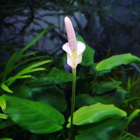 Anubias Aquarium Plant Large