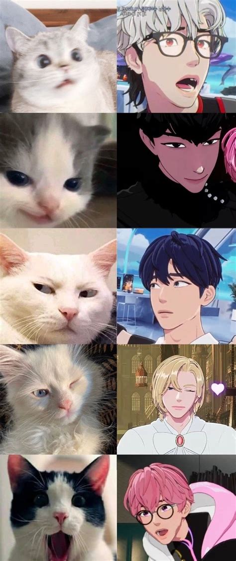 Plave Community Post 귀여운 고양이 다섯마리