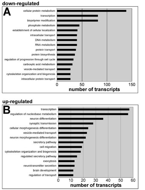 Gene Ontology Go Analysis Of Differentially Regulated Transcripts Download Scientific