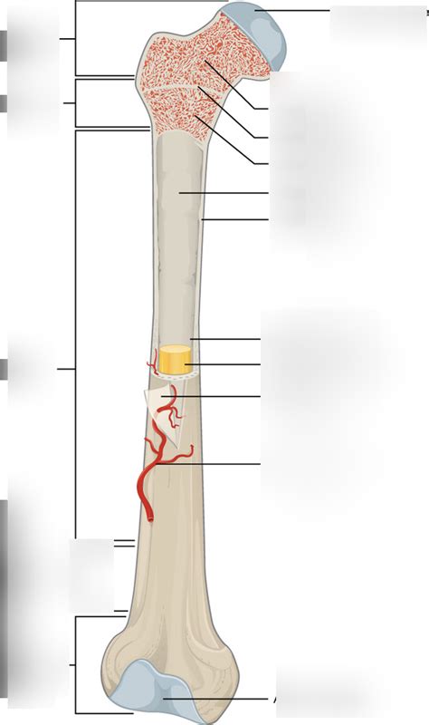 Long Bone Structure Diagram Quizlet