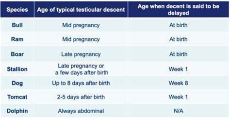 Testis Descent And Morphology Flashcards Quizlet
