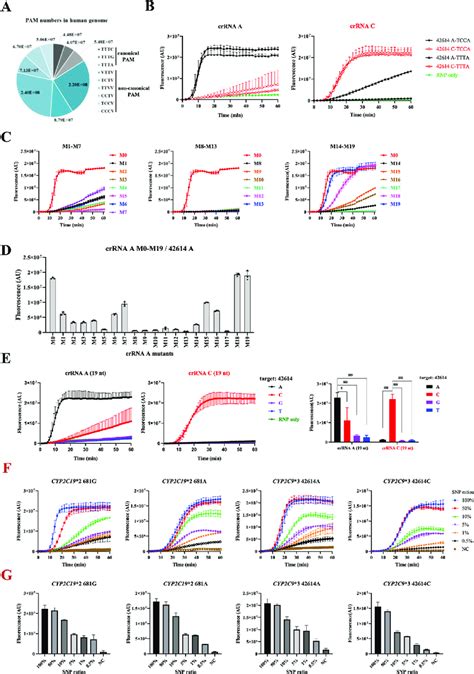 Secas12 Mediated One Pot Snp Detection Is Flexible With Pam Selection Download Scientific
