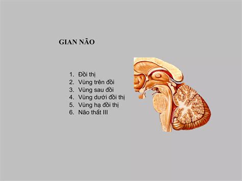 Giải Phẫu Hệ Thần Kinh Ump Vnu Pdf