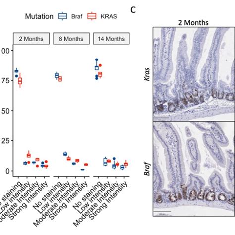 A Number Of Microscopic Lesions Detected In Braf And Kras Mutant Download Scientific Diagram