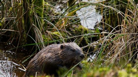Beaver Pair Released From Sanctuary Enclosure Into The Wild Cornish