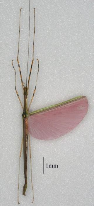 Phasmid Care Sheet Phasmid Study Group