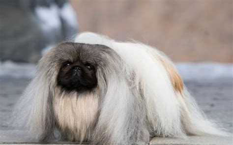 Pekingese Breed Guide Learn About The Pekingese